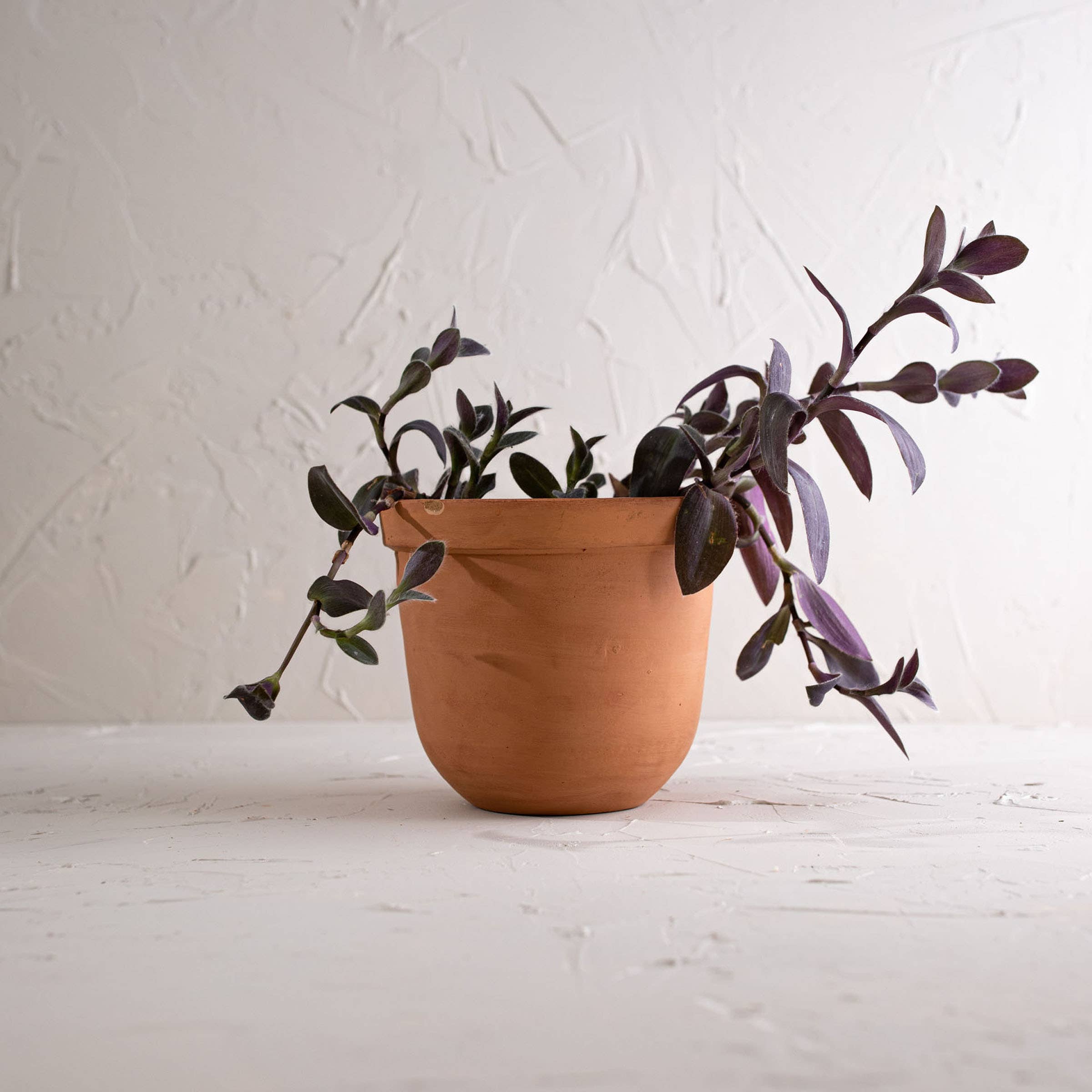 Monet Terracotta Planter | Pups Plants + Goods